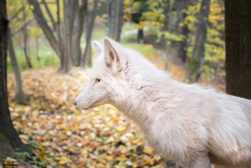 Portrait of White Fox in the Autumn Forest. Stock Photo - Image of ...