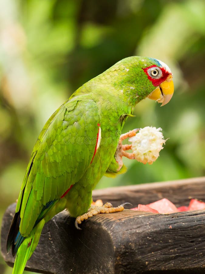 Portrait of White-fronted Parrot Stock Photo - Image of feather ...