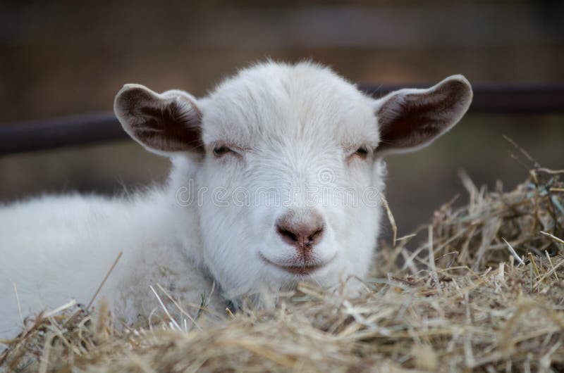Goat Forward Facing Stock Photos - Free & Royalty-Free Stock Photos ...