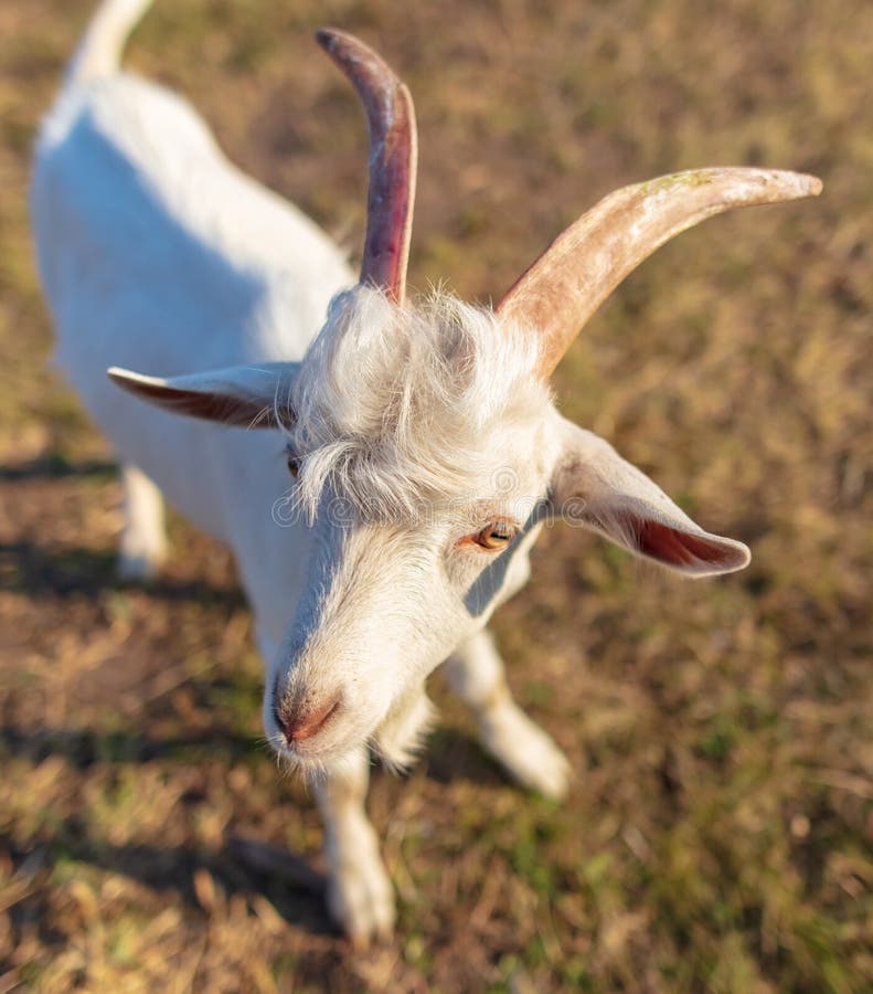 Portrait of a White Goat in a Pasture Stock Image - Image of young ...