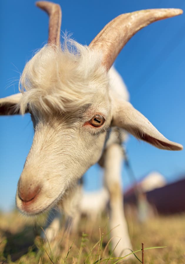 Portrait of a White Goat in a Pasture Stock Image - Image of ...