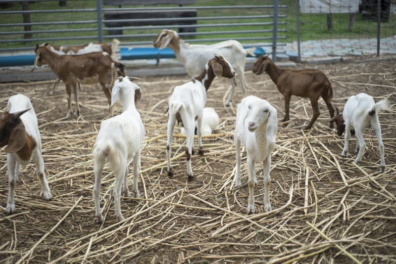 Portrait of White Goat Standing among Many Goat Stock Photo - Image of ...
