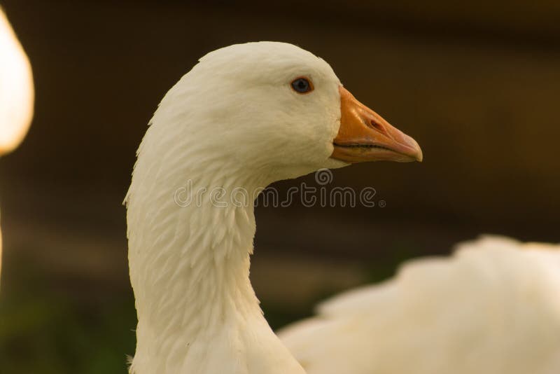 Portrait of white goose stock photo. Image of birds - 294422944
