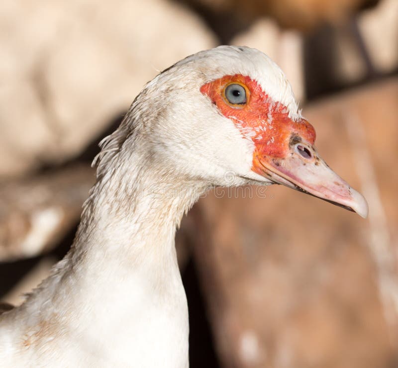 Portrait of a White Goose on a Farm Stock Photo - Image of animal ...