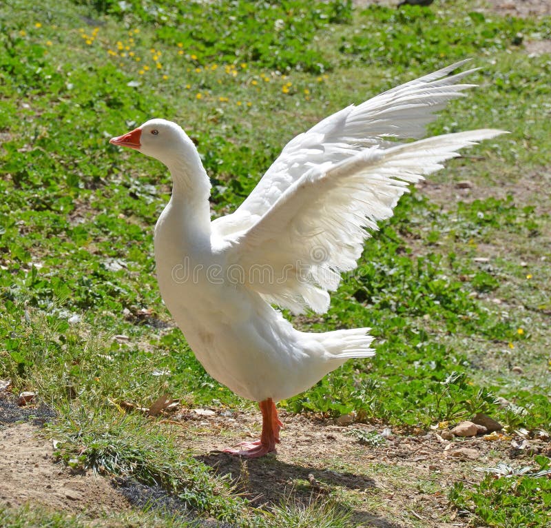 Portrait of white goose stock image. Image of river, white - 70957671