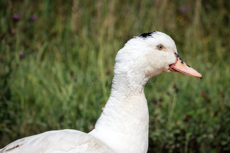 .portrait of a White Goose Head on a Background of Green Leaves Stock ...