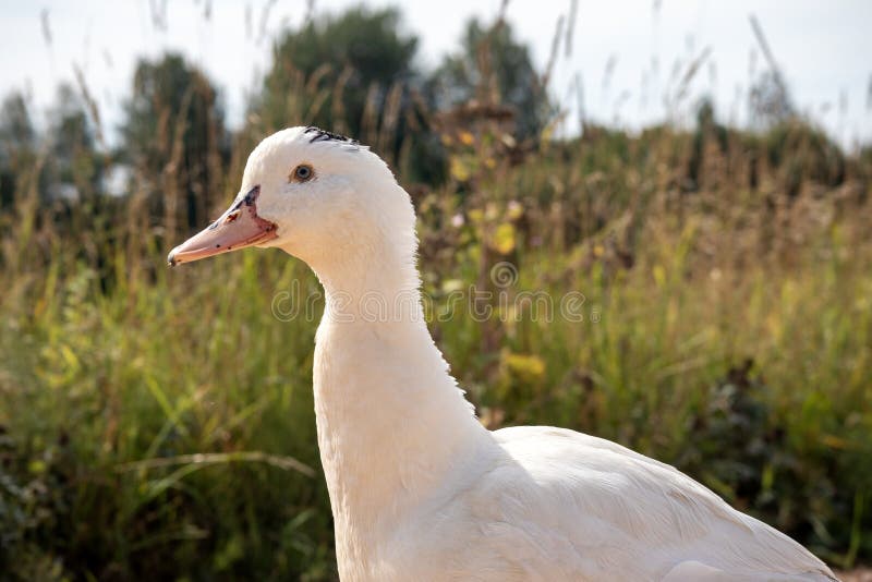 Portrait of a White Goose Head on a Background of Green Leaves Stock ...