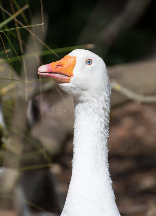 Portrait of white goose. stock photo. Image of outdoors - 87157884