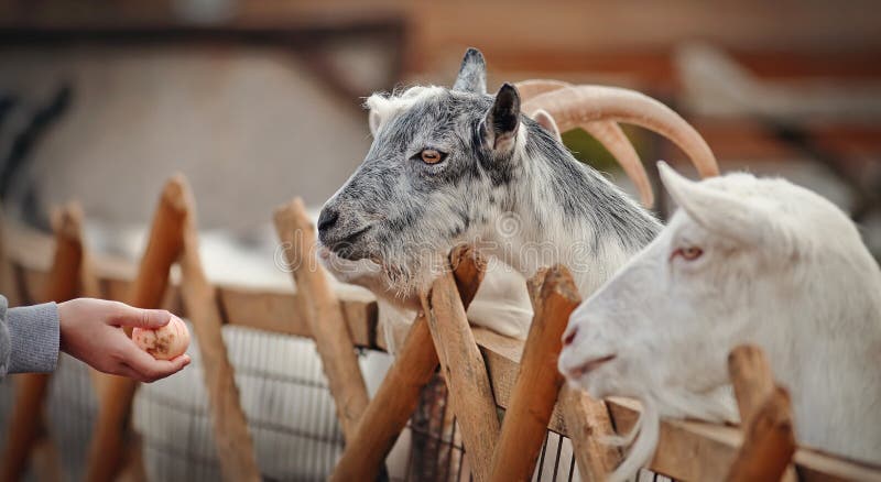 Portrait of White and Gray Goats Stock Photo - Image of agriculture ...