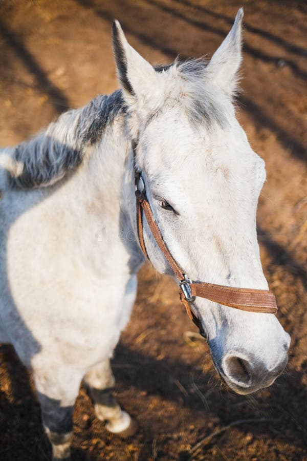 Portrait of a White Horse with a Top on a Stable Stock Image - Image of ...