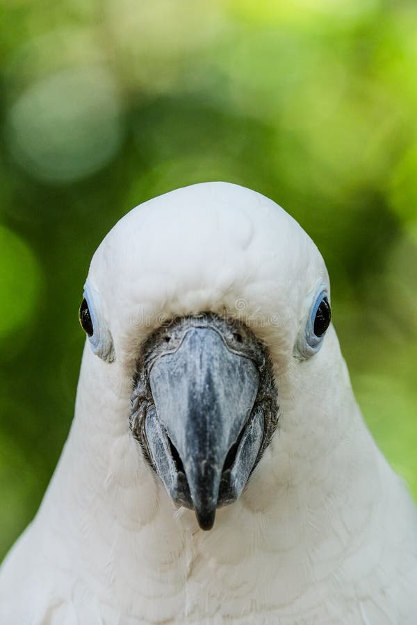 Portrait of a White Cockatoo Stock Image - Image of cockatoos, closeup ...