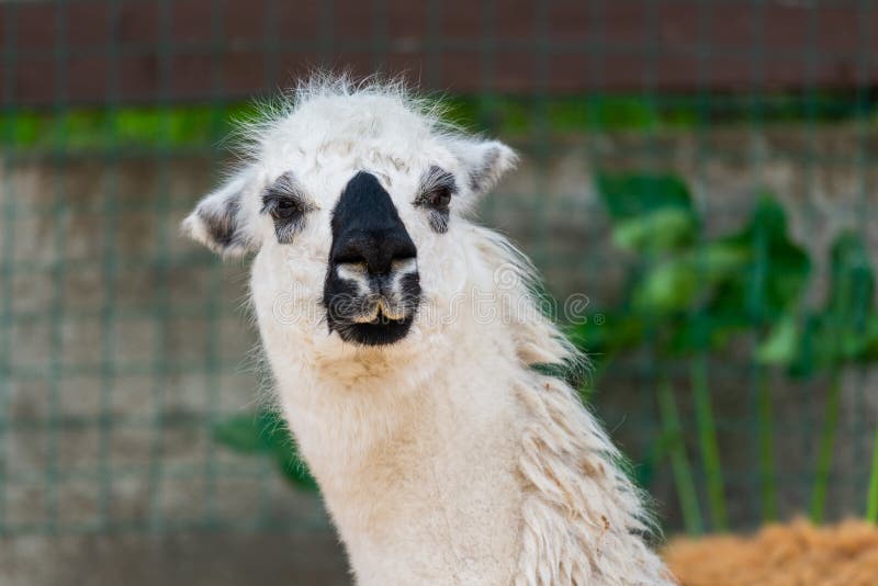 Portrait of a White Lama in Lamas Farm Stock Photo - Image of america ...