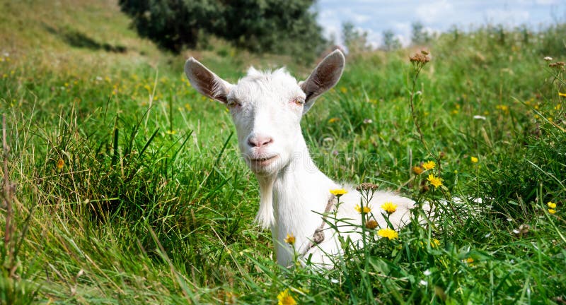 Portrait of a White Little Goat on Green Grass Stock Image - Image of ...
