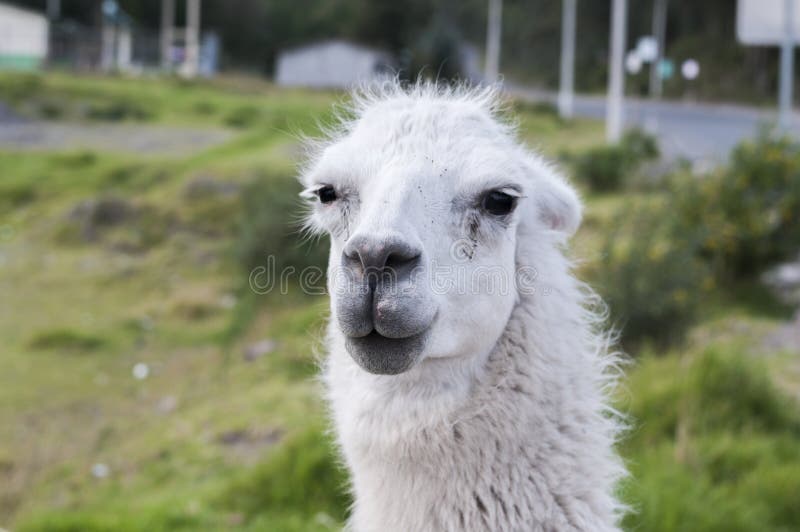 Portrait of a White Llama Lama Glama Stock Photo - Image of lama, camel ...