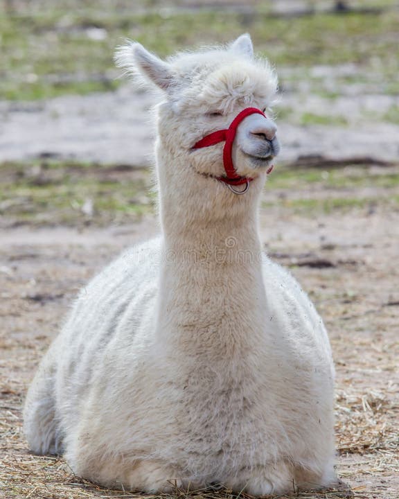 Portrait of a White Llama Lying Down Stock Photo - Image of peru ...