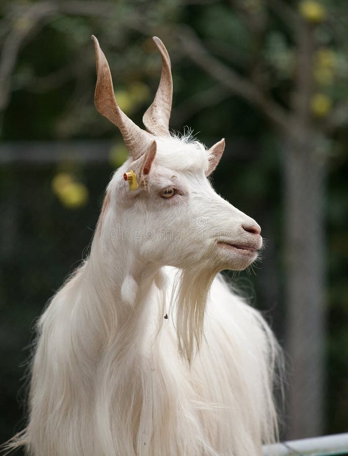 Portrait Of A White Male Goat Stock Photo - Image: 26838860
