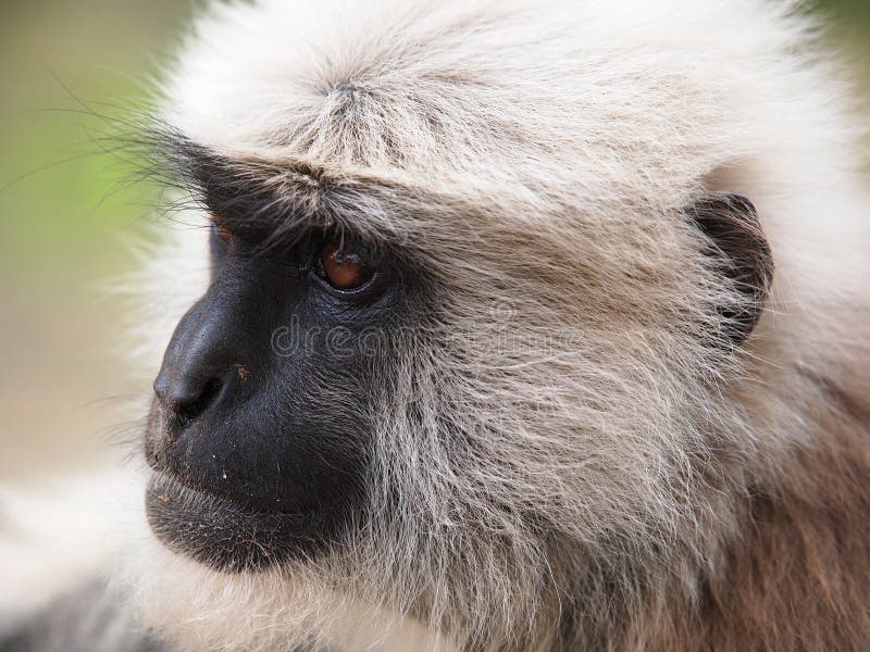 White monkey stock photo. Image of bandipur, face, bonnet - 29960144