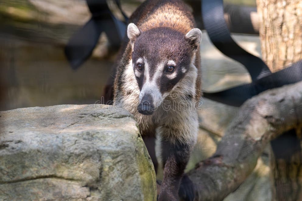 A Portrait of a White-Nosed Coati Stock Image - Image of panama, bear ...