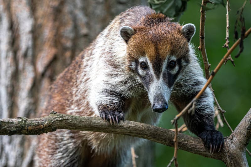 Portrait of a White-Nosed Coati Stock Photo - Image of coati, nature ...