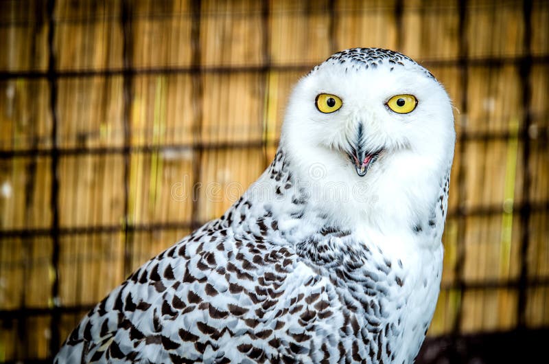 Owl Open Beak Stock Photos - Download 881 Royalty Free Photos