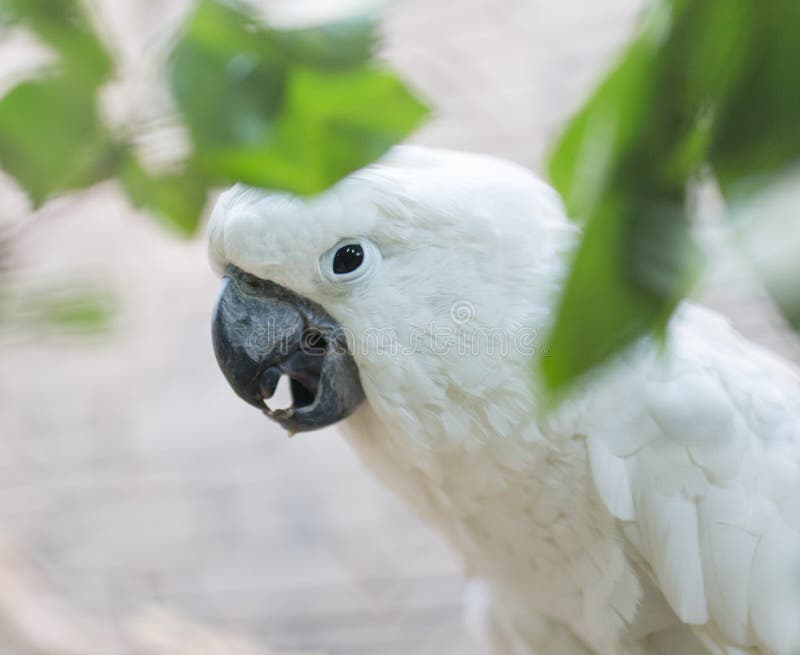 Portrait of a white parrot stock image. Image of playful - 94130333