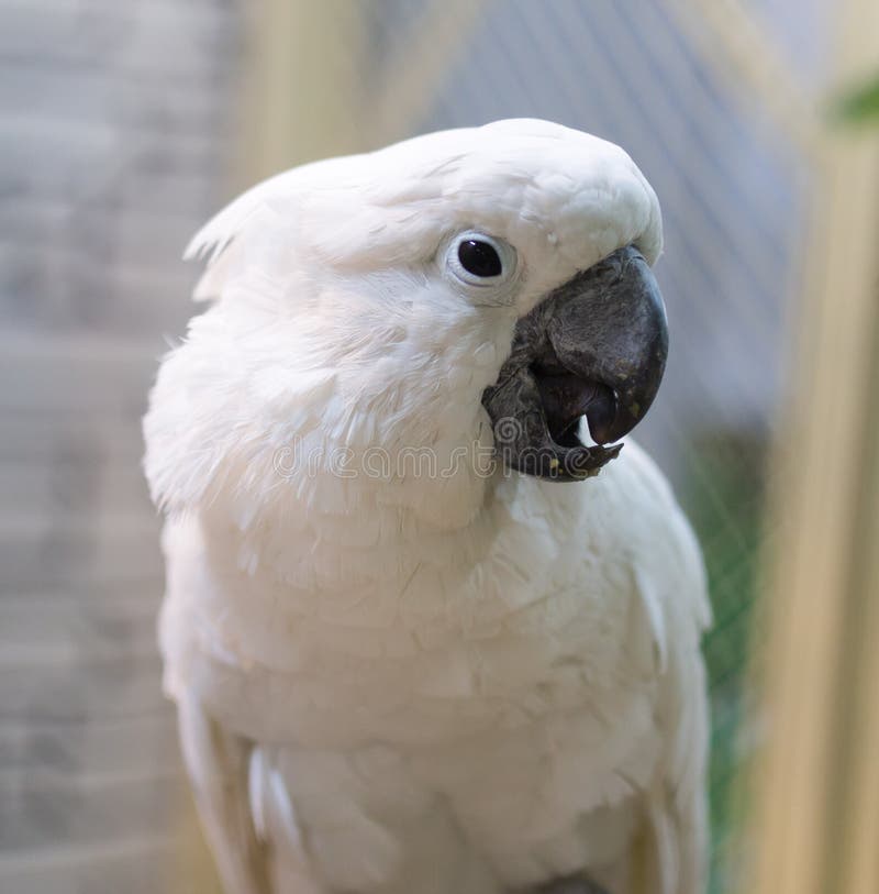 Portrait of a white parrot stock photo. Image of crested - 94411888