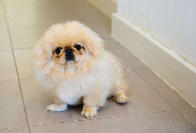 Fat Pekingese Sitting (1 Year Old) Stock Photo - Image of purebred ...