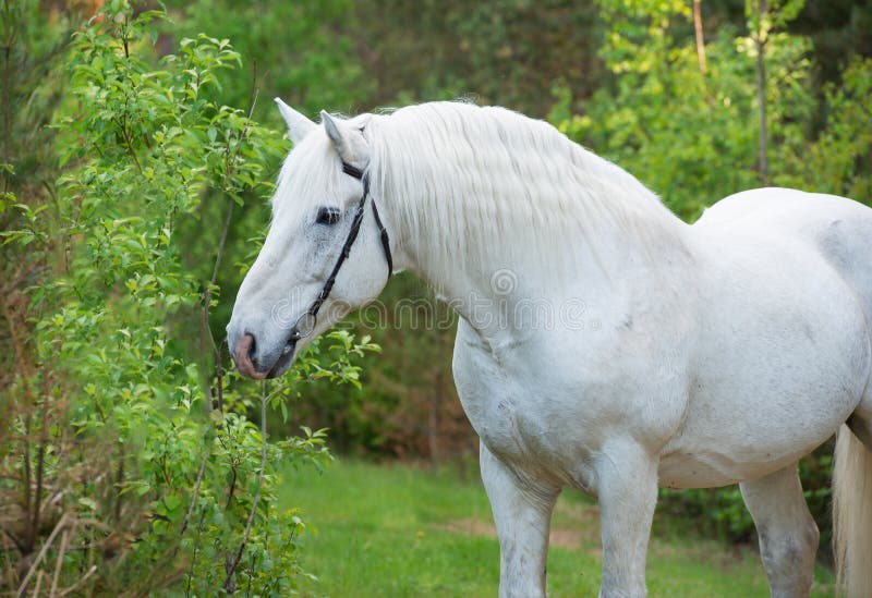 Portrait of White Percheron Draft Horse in Forest Stock Photo - Image ...