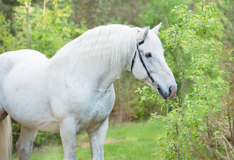 White Percheron Draft Horse Head Shot Stock Image - Image of ...