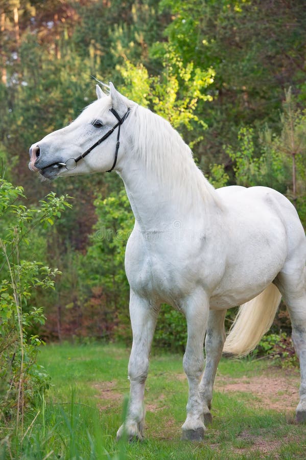 White Percheron Draft Horse Head Shot Stock Image - Image of ...