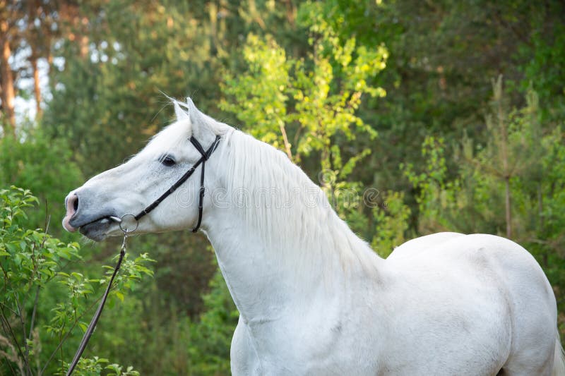 White Percheron Draft Horse Head Shot Stock Image - Image of ...