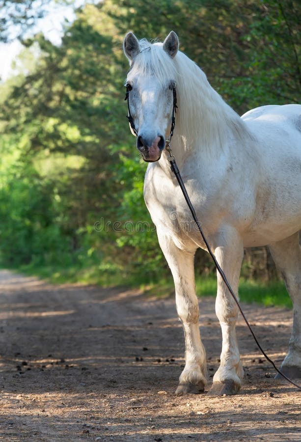 Portrait of White Percheron Draft Horse Posing in Forest Stock Image ...