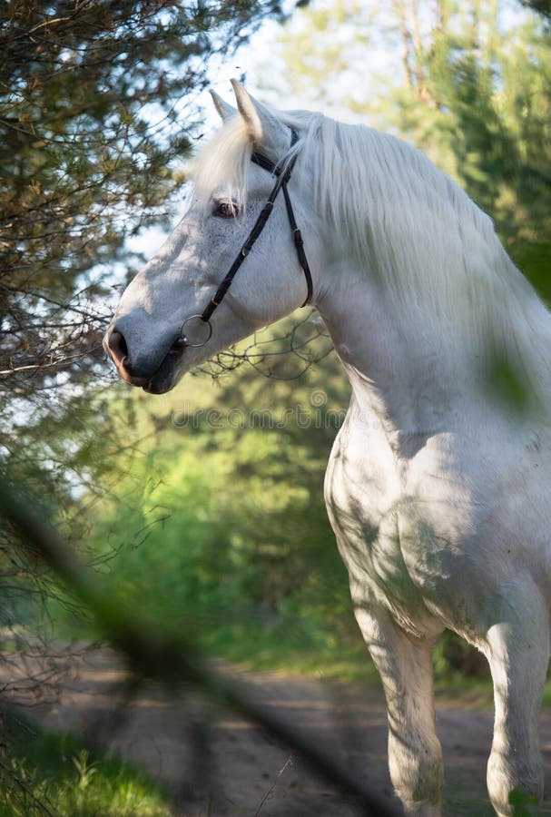 Portrait of White Percheron Draft Horse in Forest Stock Photo - Image ...