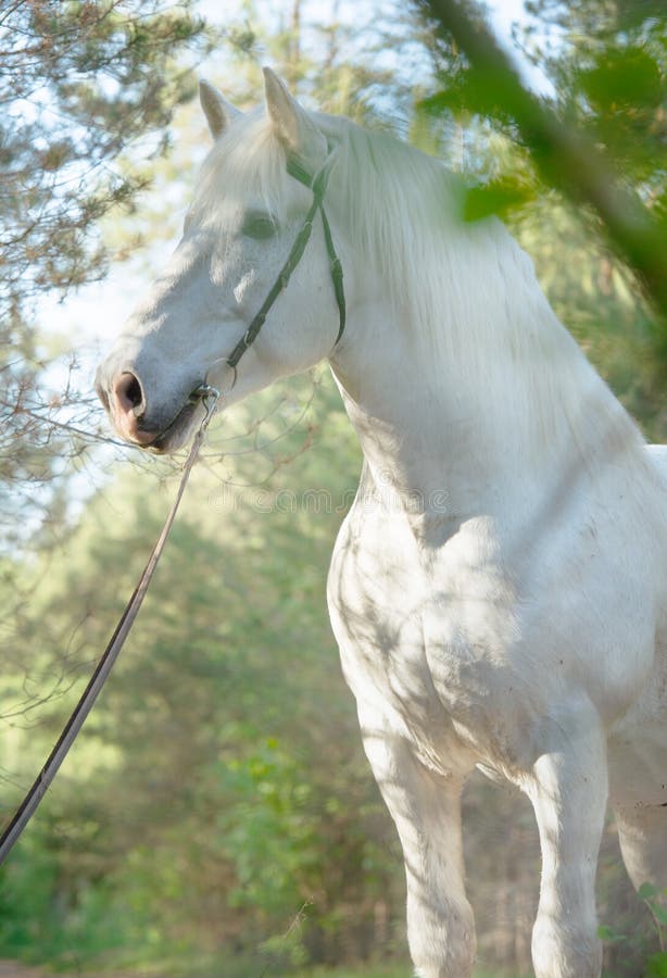 Portrait of White Percheron Draft Horse Posing in Forest Stock Photo ...