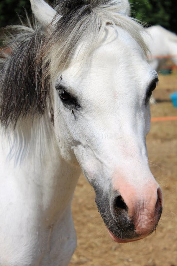 Portrait of a white pony stock image. Image of pony, farm - 14748093