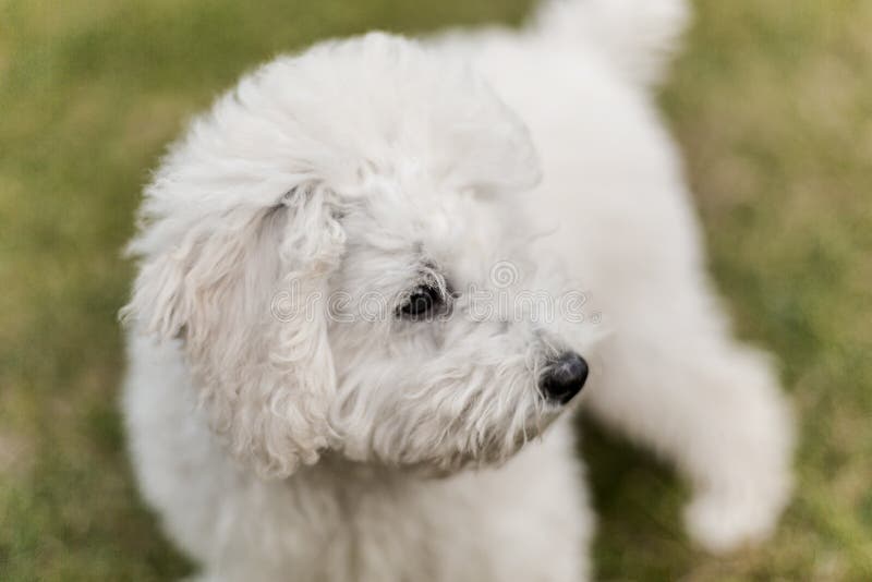 Portrait of a White Poodle Puppy Stock Photo - Image of sweet, outdoors ...