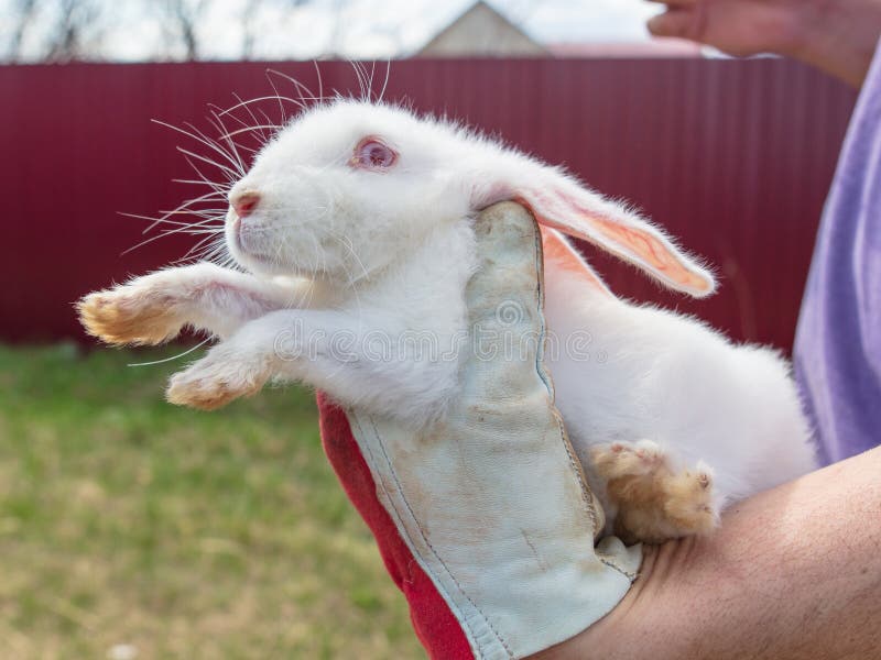 Portrait of a White Rabbit on the Hands Stock Photo - Image of beauty ...