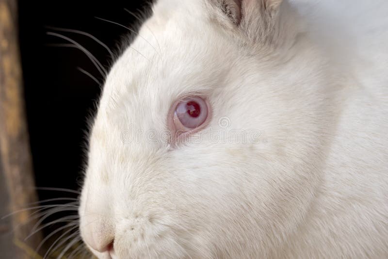 Portrait of the White Rabbit Stock Image - Image of hutch, macro: 70351051