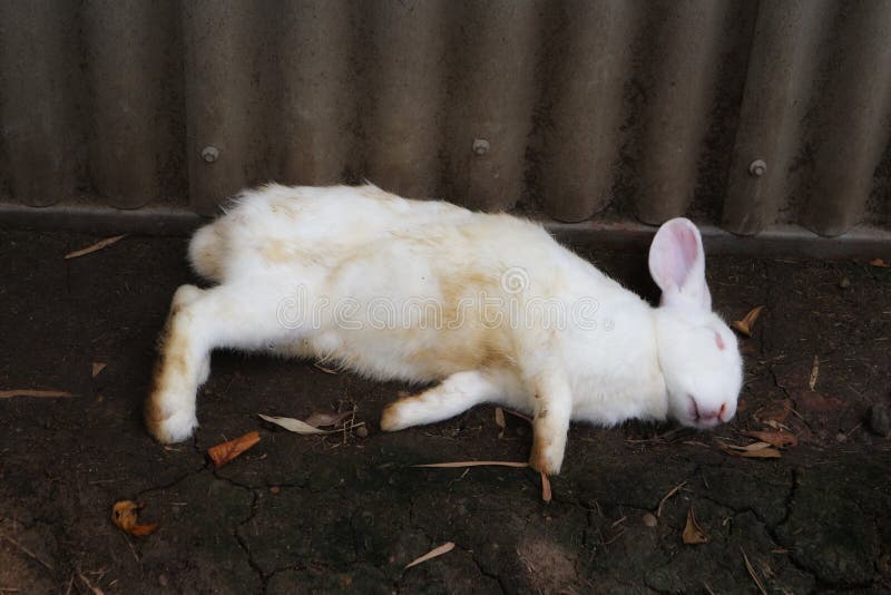 Portrait of a White Rabbit Lying on the Ground Stock Image - Image of ...