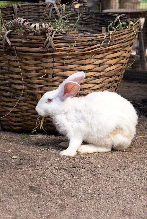 Portrait of White Rabbit at Petting Zoo Stock Image - Image of ...