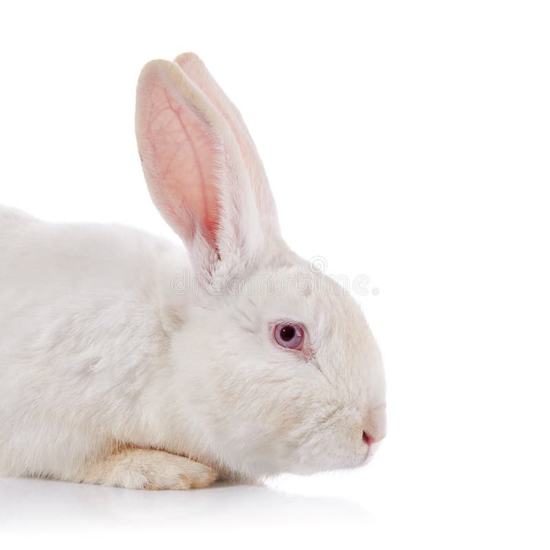 Portrait of a White Rabbit with Red Eyes. Stock Photo - Image of hare ...