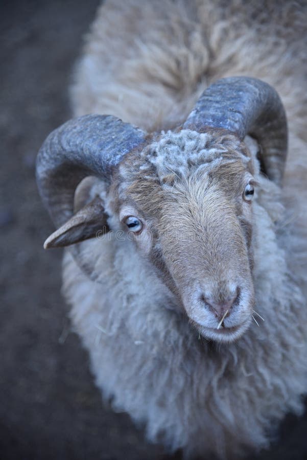 Portrait of a white ram stock image. Image of small - 358730461