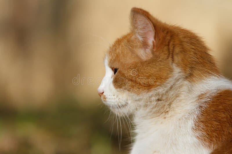 Portrait of White-red Cat in a Profile Stock Photo - Image of mammal ...