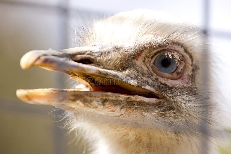 Portrait of White Rhea Americana Stock Photo - Image of americana ...