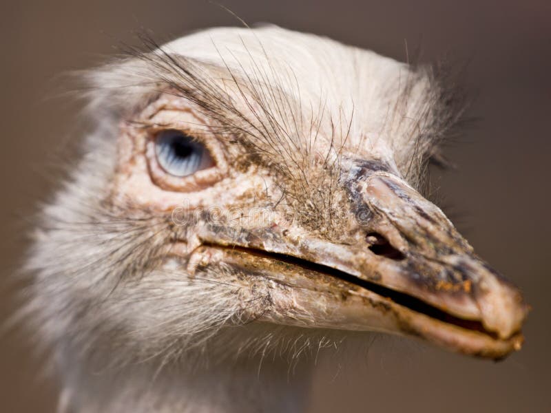 Two White Rhea Birds at Wildlife Zoo Stock Image - Image of bend ...