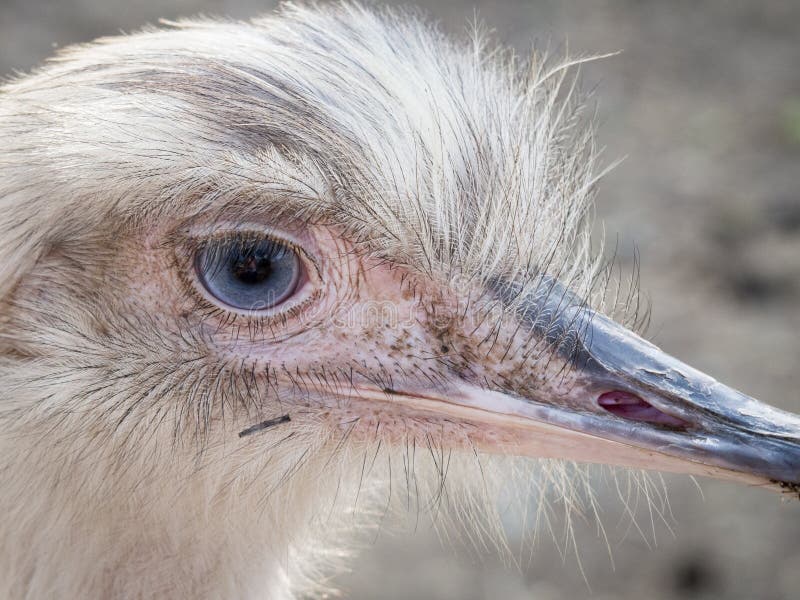 Portrait Of A White Rhea With Blurred Background Stock Image - Image of ...