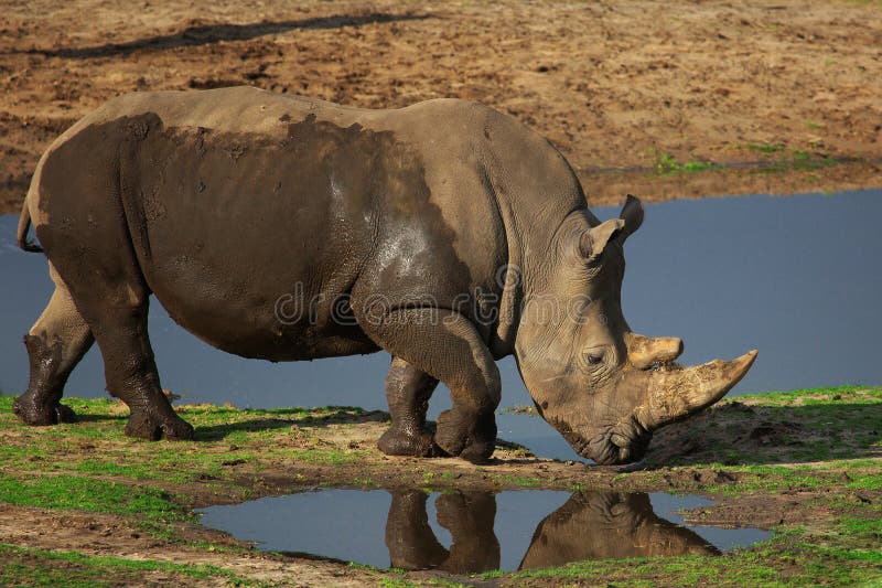 Portrait of a White Rhinoceros Stock Image - Image of steppe, water ...