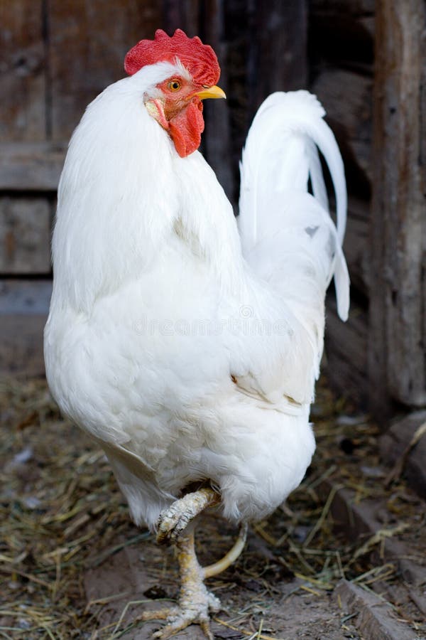 Portrait of white Rooster stock image. Image of white - 2953727