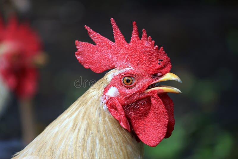 Rooster head. stock photo. Image of comb, fauna, countryside - 101905594
