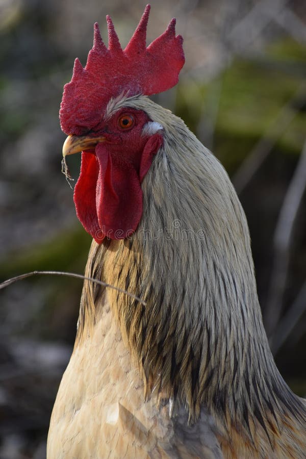 Portrait of a White Rooster with a Red Cockscomb Stock Photo - Image of ...